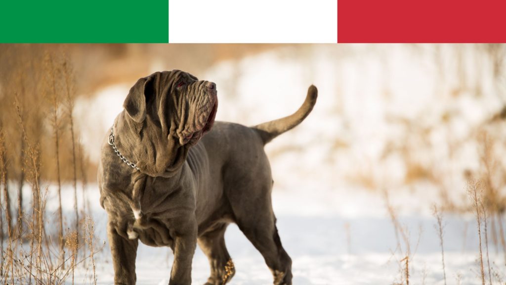 Top 5 Italian Dogs - Fancy Paws Grooming Salon